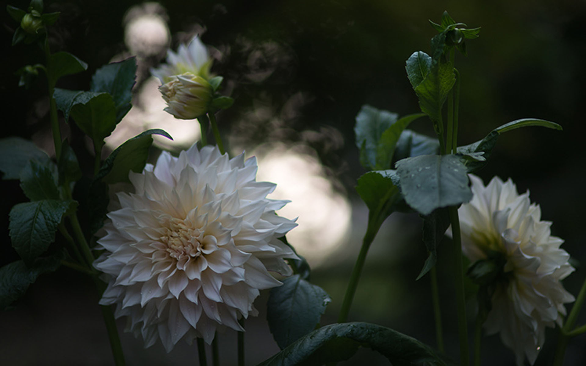 素雅小清新花卉植物高清桌面壁纸_植物电脑壁纸-52图片网