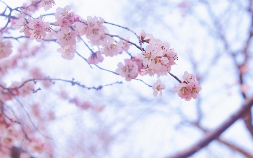 温柔的春天花卉风光电脑壁纸_风景电脑壁纸-52图片网