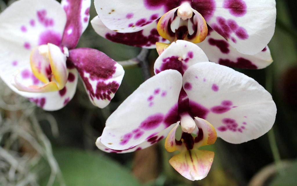 纯洁素雅蝴蝶兰电脑壁纸_植物电脑壁纸-52图片网